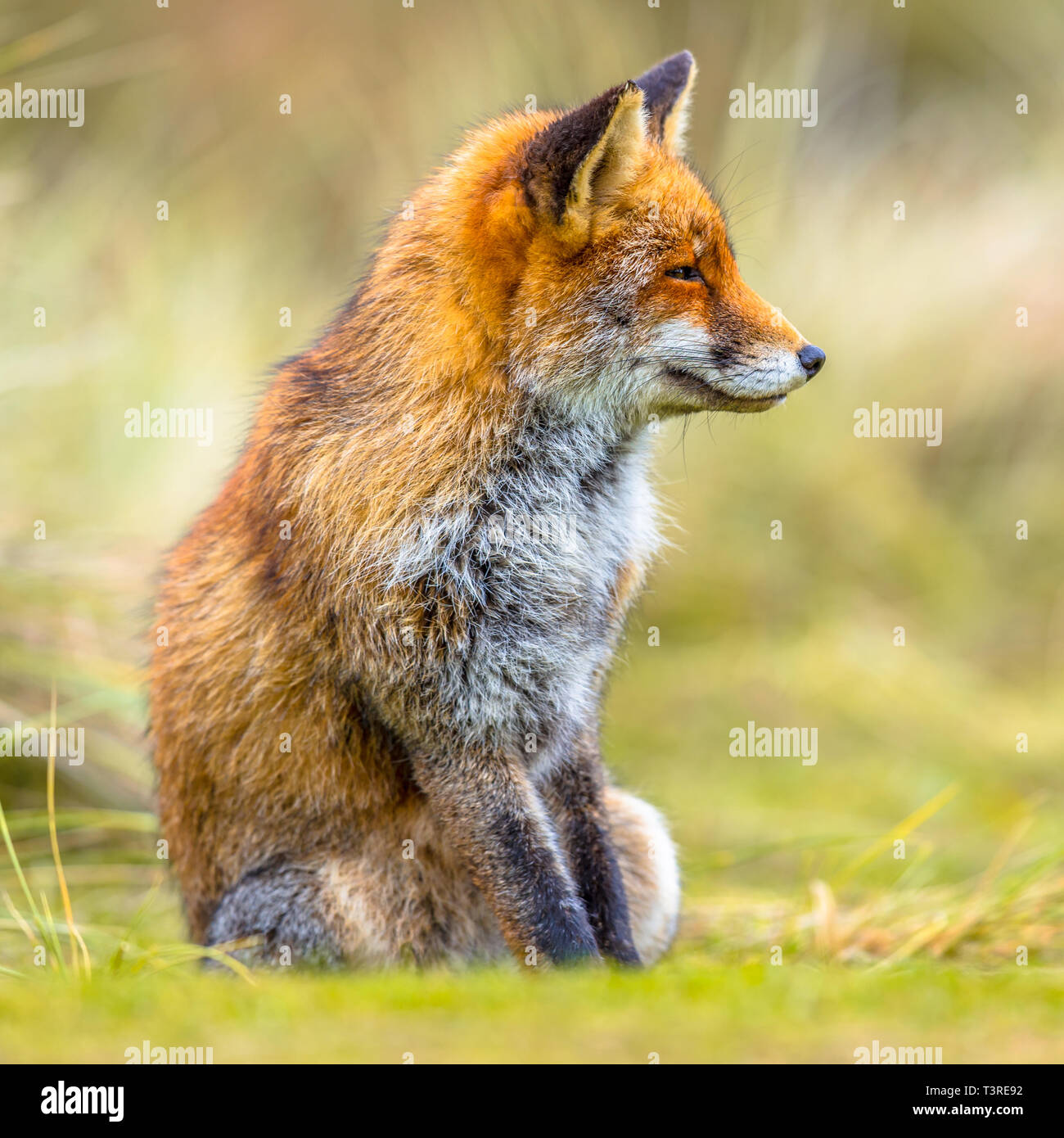 Europäischer fuchs -Fotos und -Bildmaterial in hoher Auflösung – Alamy
