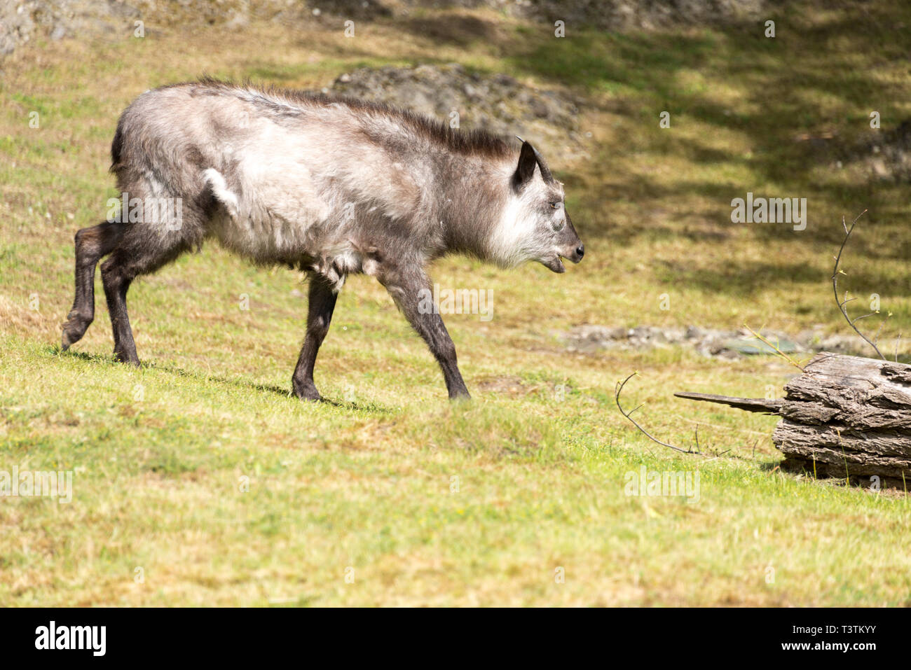 Japanische ziegenantilope -Fotos und -Bildmaterial in hoher Auflösung ...