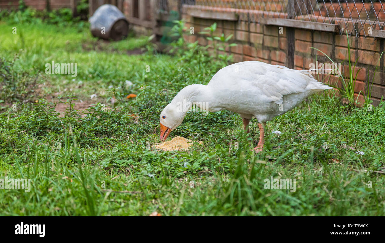 Gans und ente auf weiß -Fotos und -Bildmaterial in hoher Auflösung – Alamy