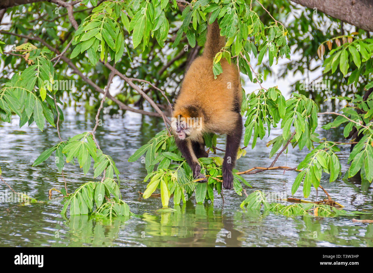 Geoffroy's Spider monkey (Ateles geoffroyi Ornatus), auch als Die ...