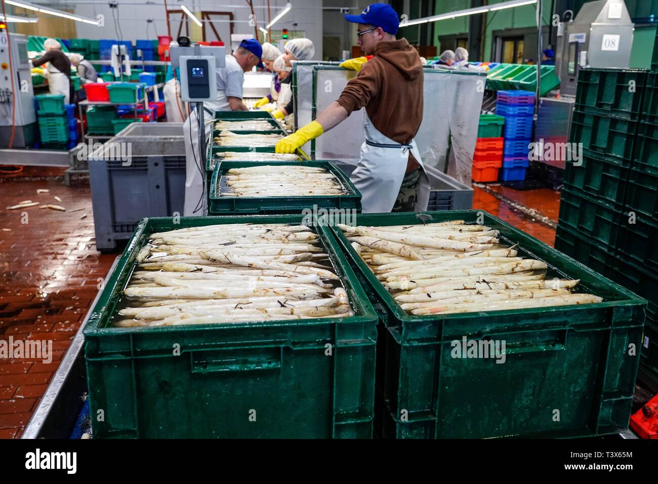 Spargel Sortieren Stockfotos und -bilder Kaufen - Alamy