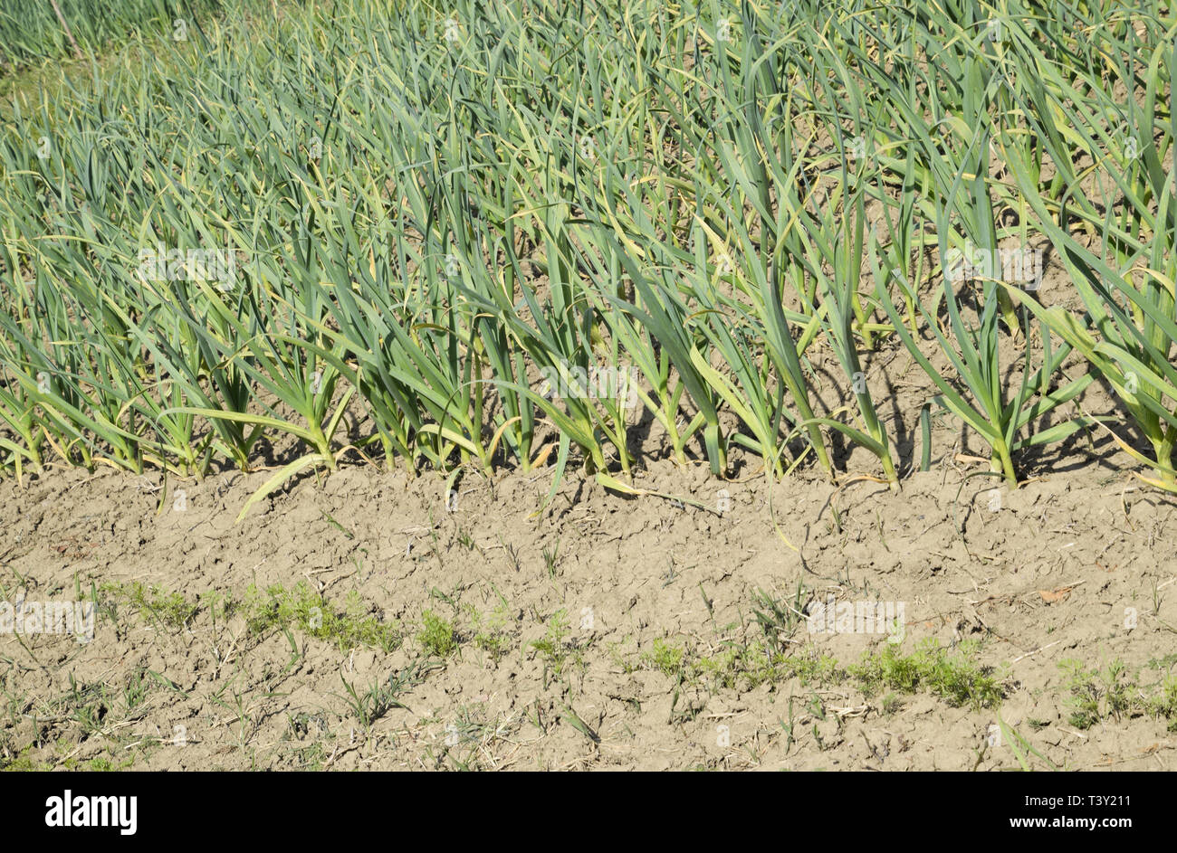 Der Anbau von Knoblauch im Garten. Das Bett von Knoblauch. Stengel und ...