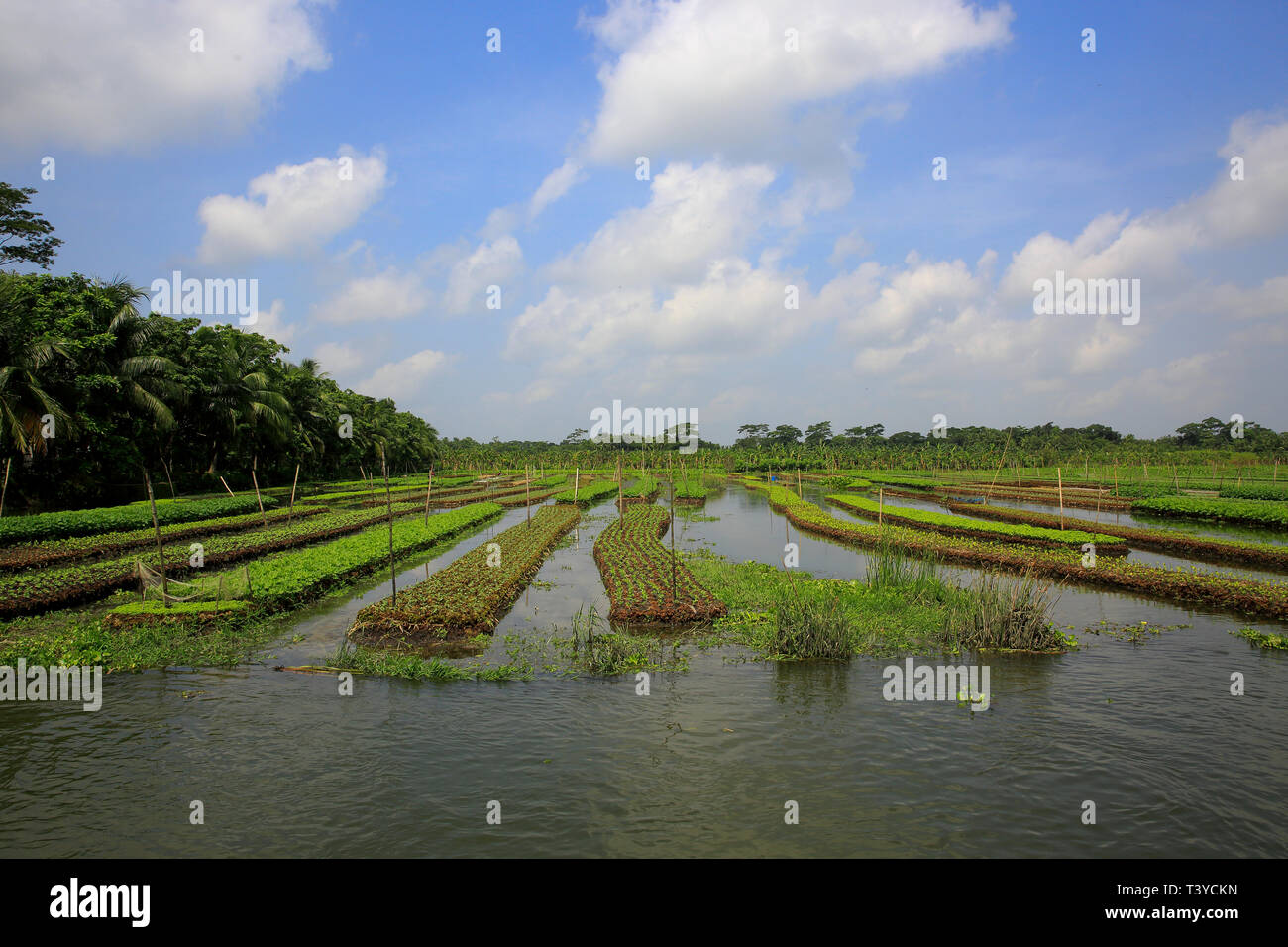 Floating plantation -Fotos und -Bildmaterial in hoher Auflösung – Alamy