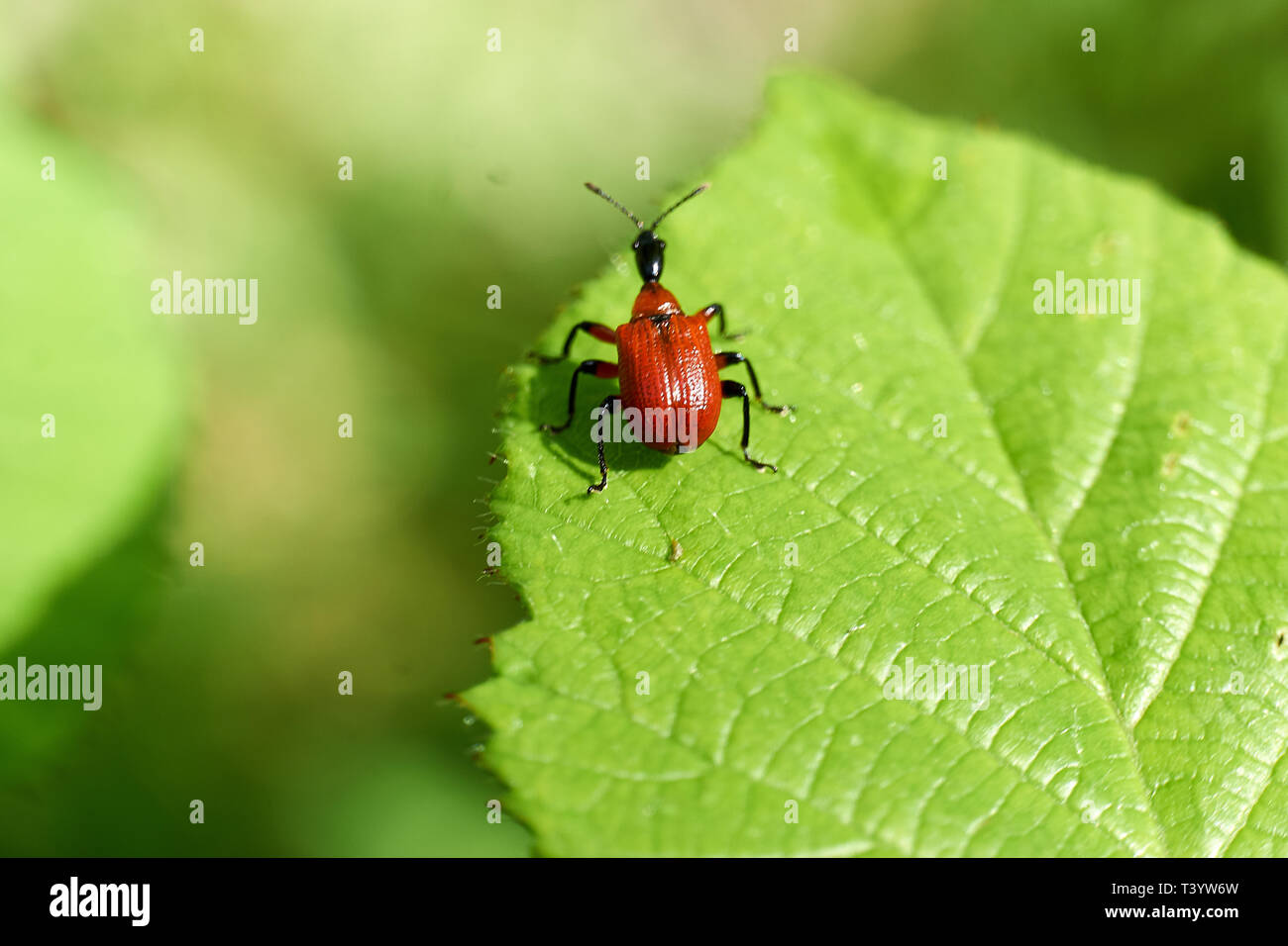 Small green black bug insect -Fotos und -Bildmaterial in hoher ...