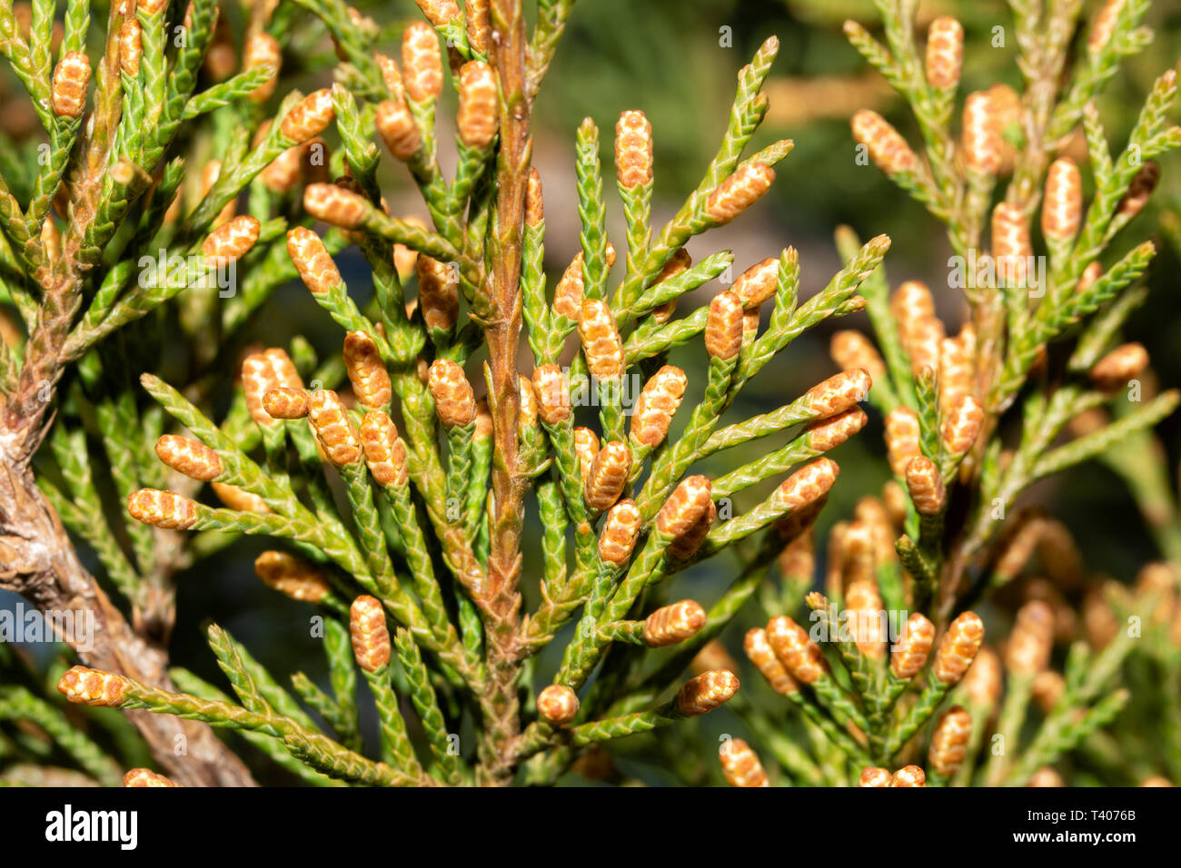 Juniper juniperus virginiana -Fotos und -Bildmaterial in hoher ...