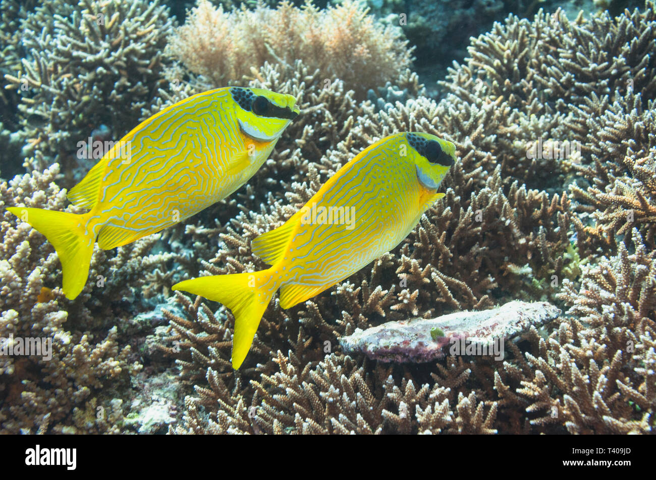 Maskierter kaninchenfisch siganus puellus -Fotos und -Bildmaterial in ...