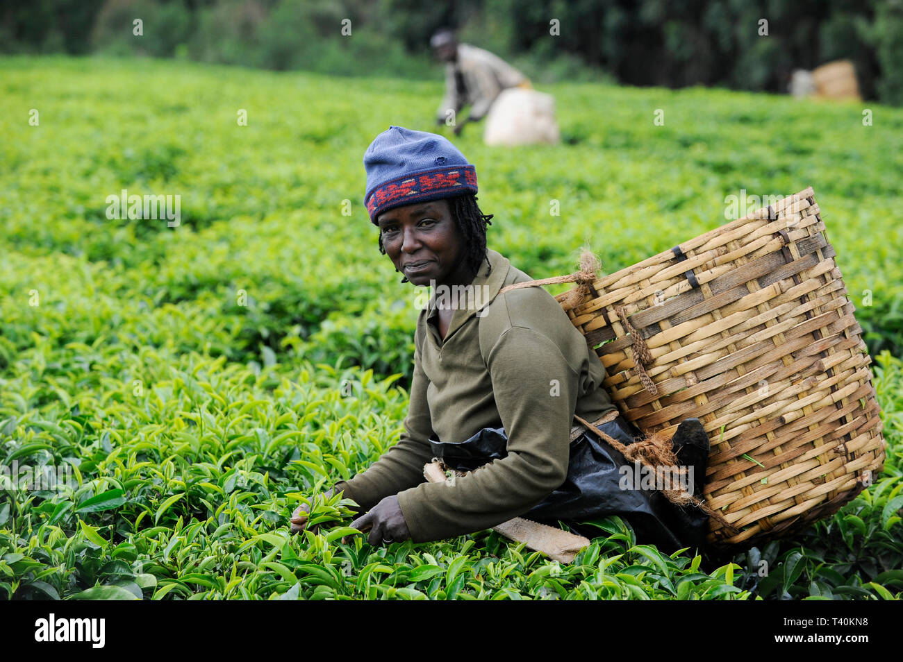 Limuru farm -Fotos und -Bildmaterial in hoher Auflösung – Alamy