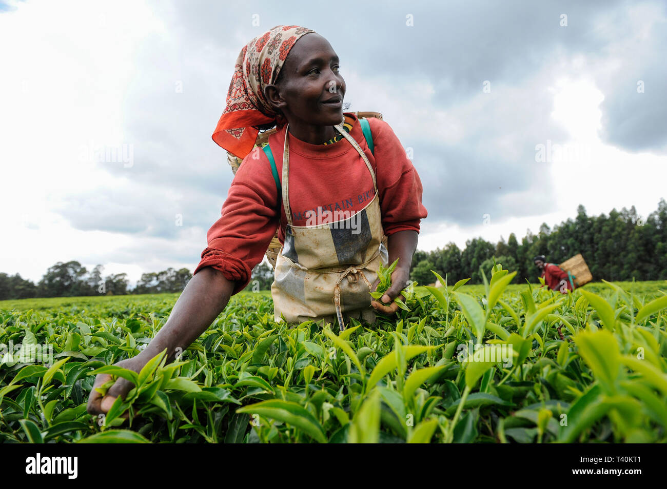 Limuru farm -Fotos und -Bildmaterial in hoher Auflösung – Alamy