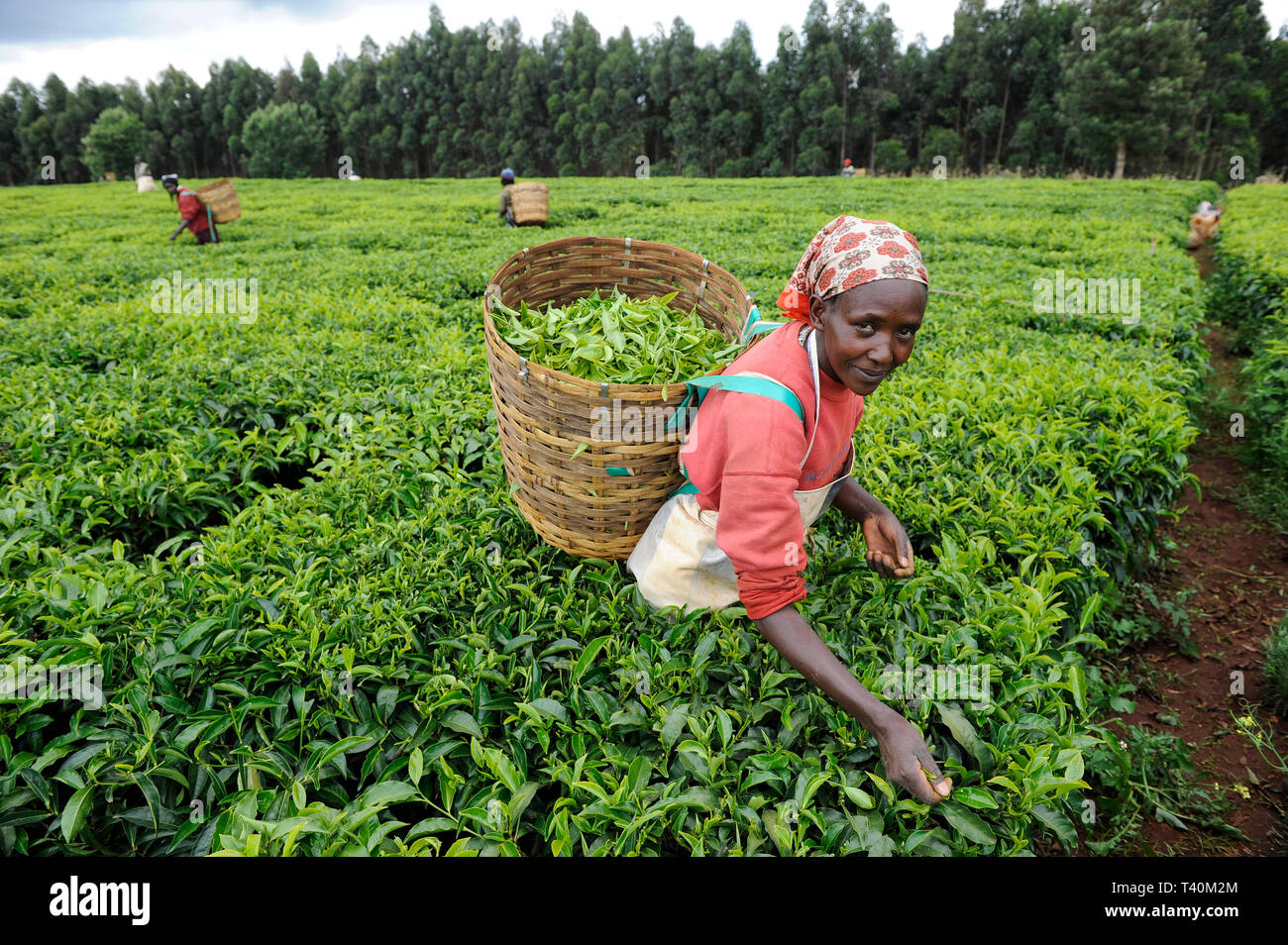 Limuru farm -Fotos und -Bildmaterial in hoher Auflösung – Alamy