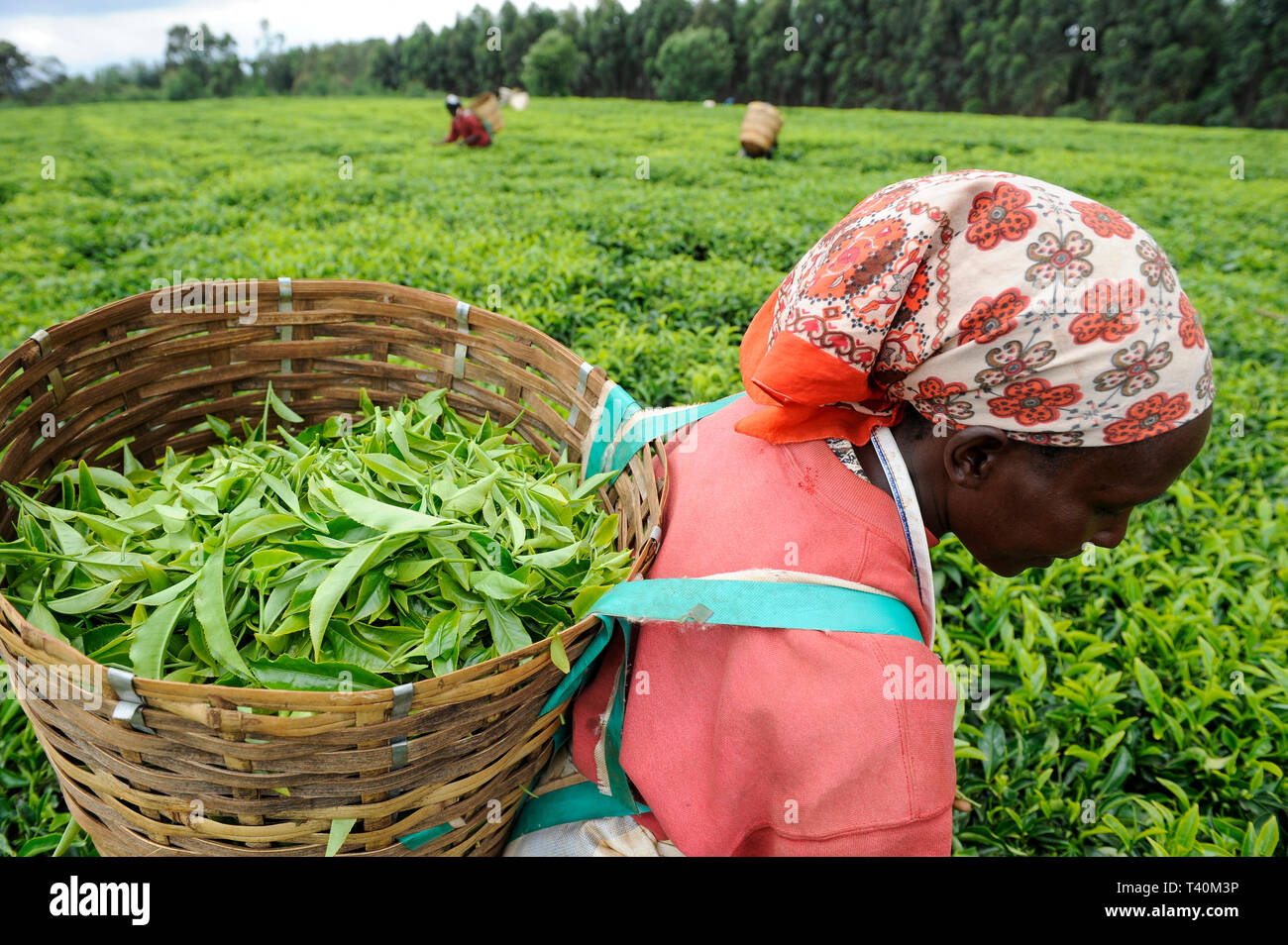 Limuru farm -Fotos und -Bildmaterial in hoher Auflösung – Alamy