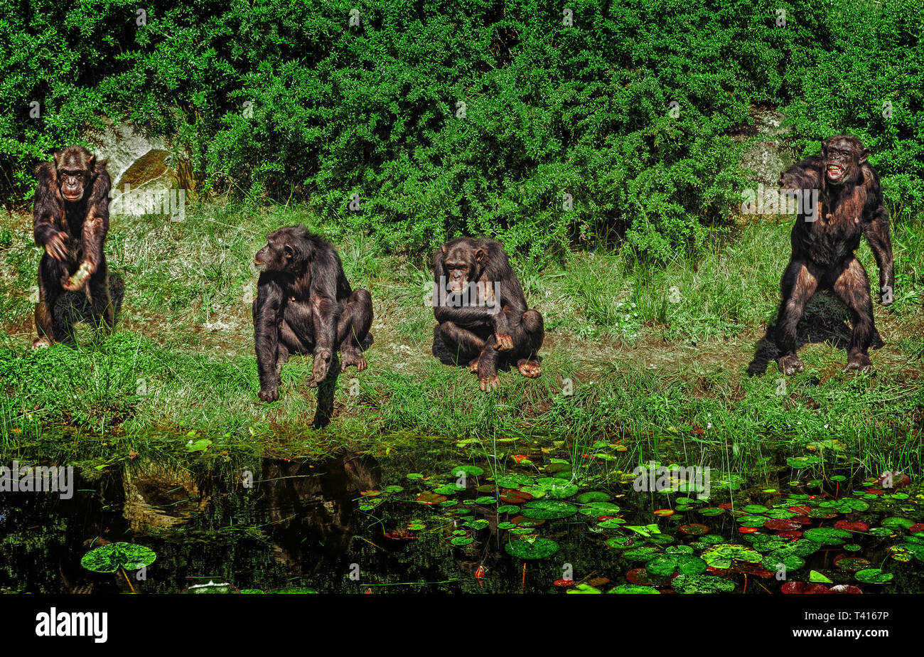 Affe schimpanse -Fotos und -Bildmaterial in hoher Auflösung – Alamy