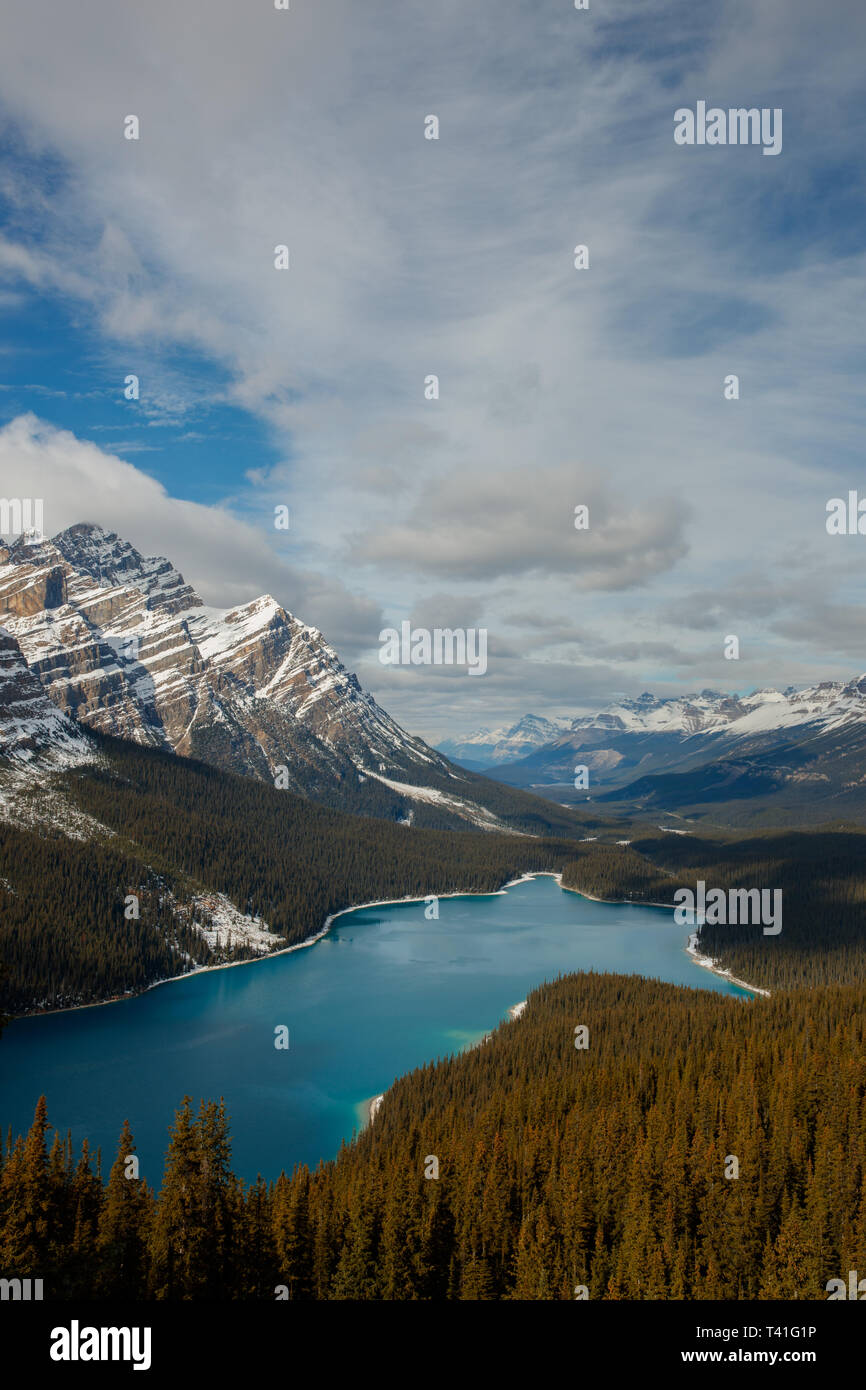 Wolf in in banff national -Fotos und -Bildmaterial in hoher Auflösung ...