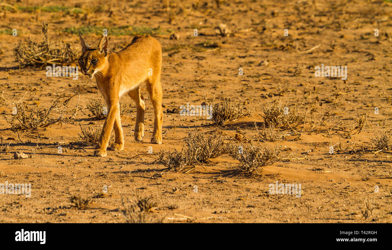 Luchs wie -Fotos und -Bildmaterial in hoher Auflösung – Alamy