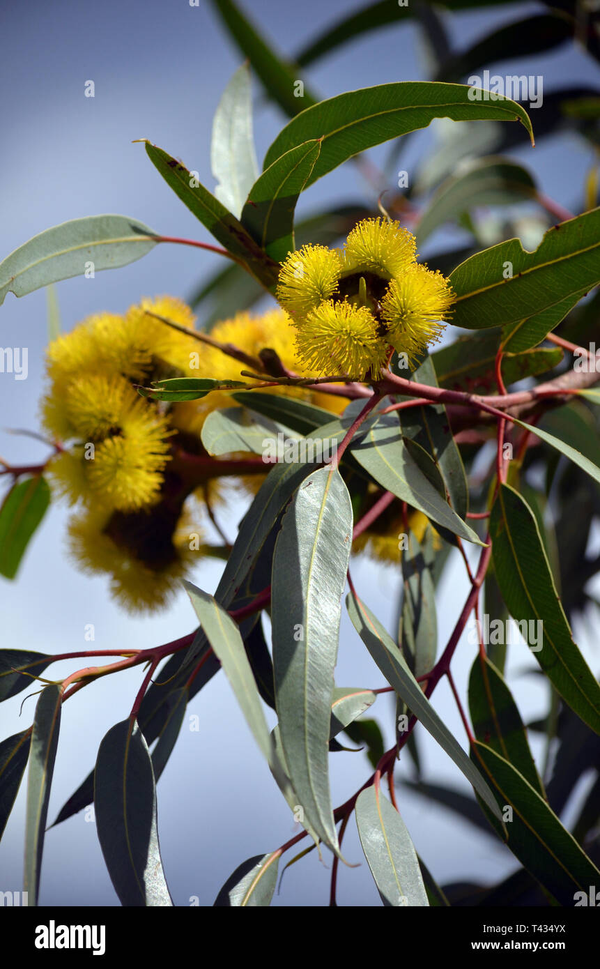 Gum Tree Yellow Stockfotos und -bilder Kaufen - Alamy