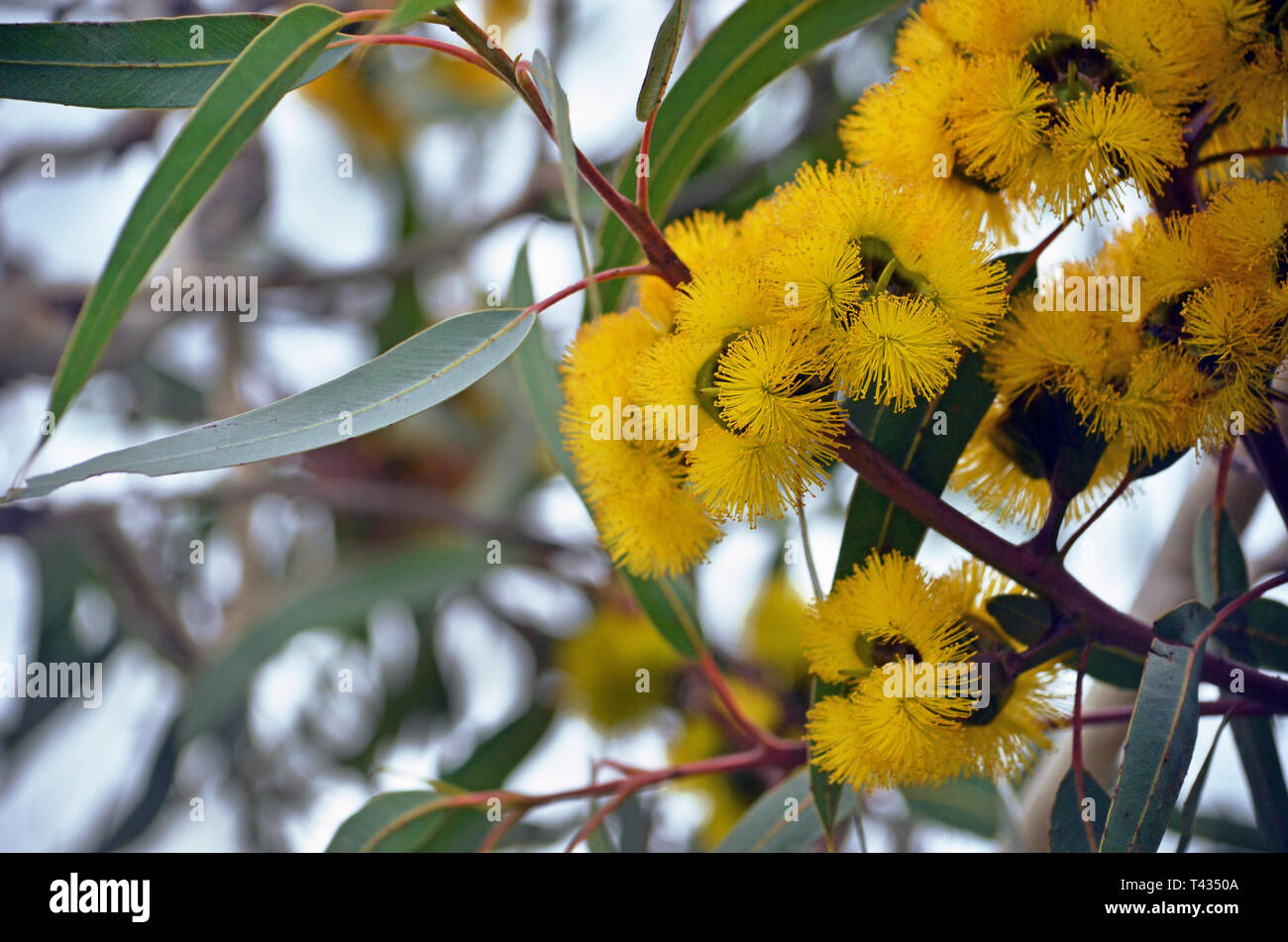 Helm nussgummi -Fotos und -Bildmaterial in hoher Auflösung – Alamy