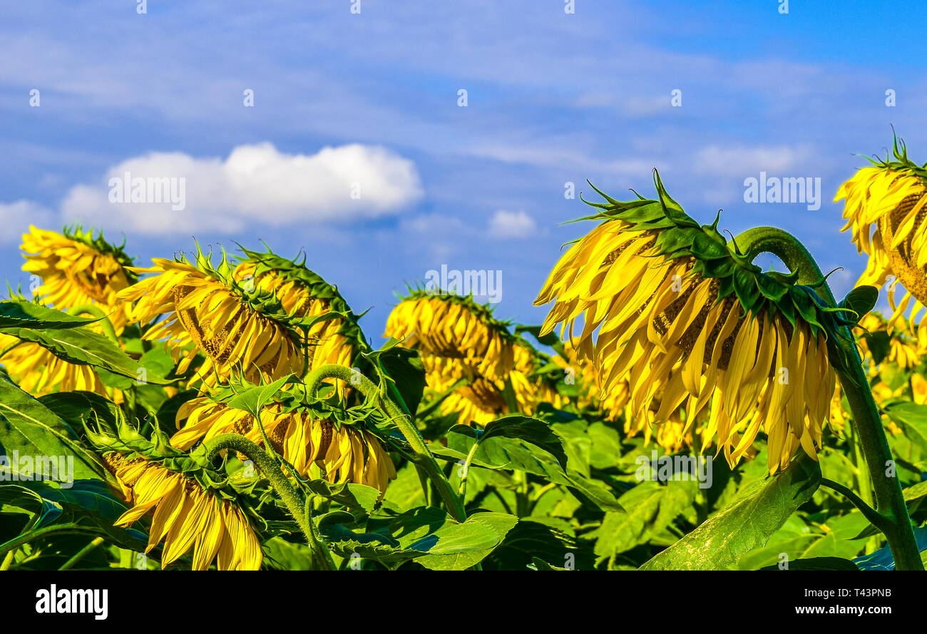 Verwunderlich Wann Sind Sonnenblumen Reif Bilder