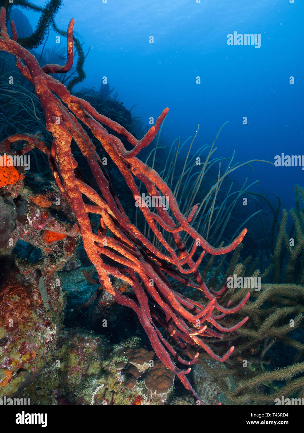 Aplysina Cauliformis Stockfotos und -bilder Kaufen - Alamy