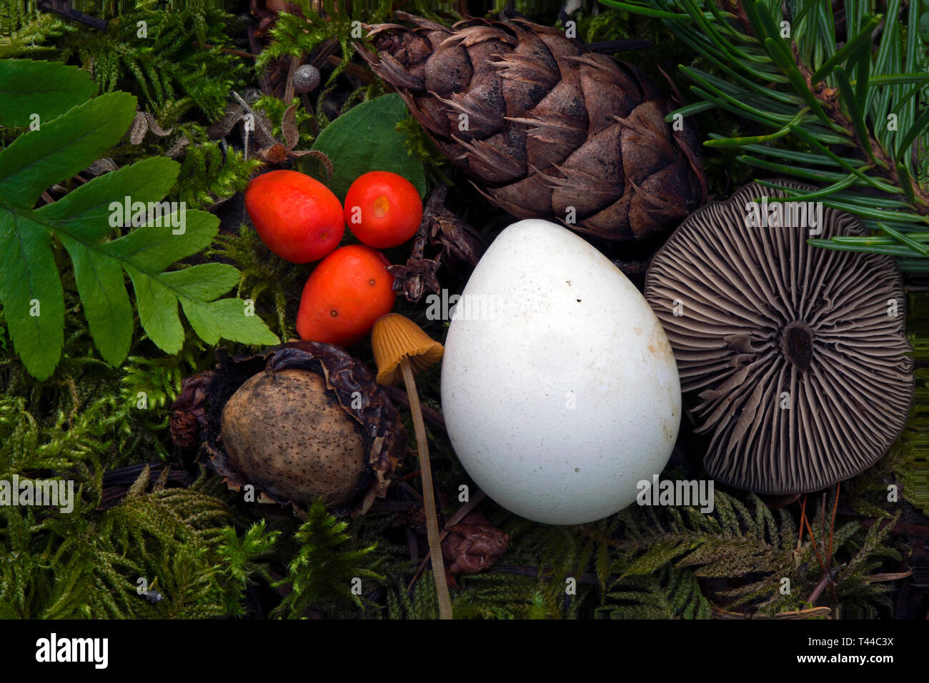 Band tailed taubenei -Fotos und -Bildmaterial in hoher Auflösung – Alamy