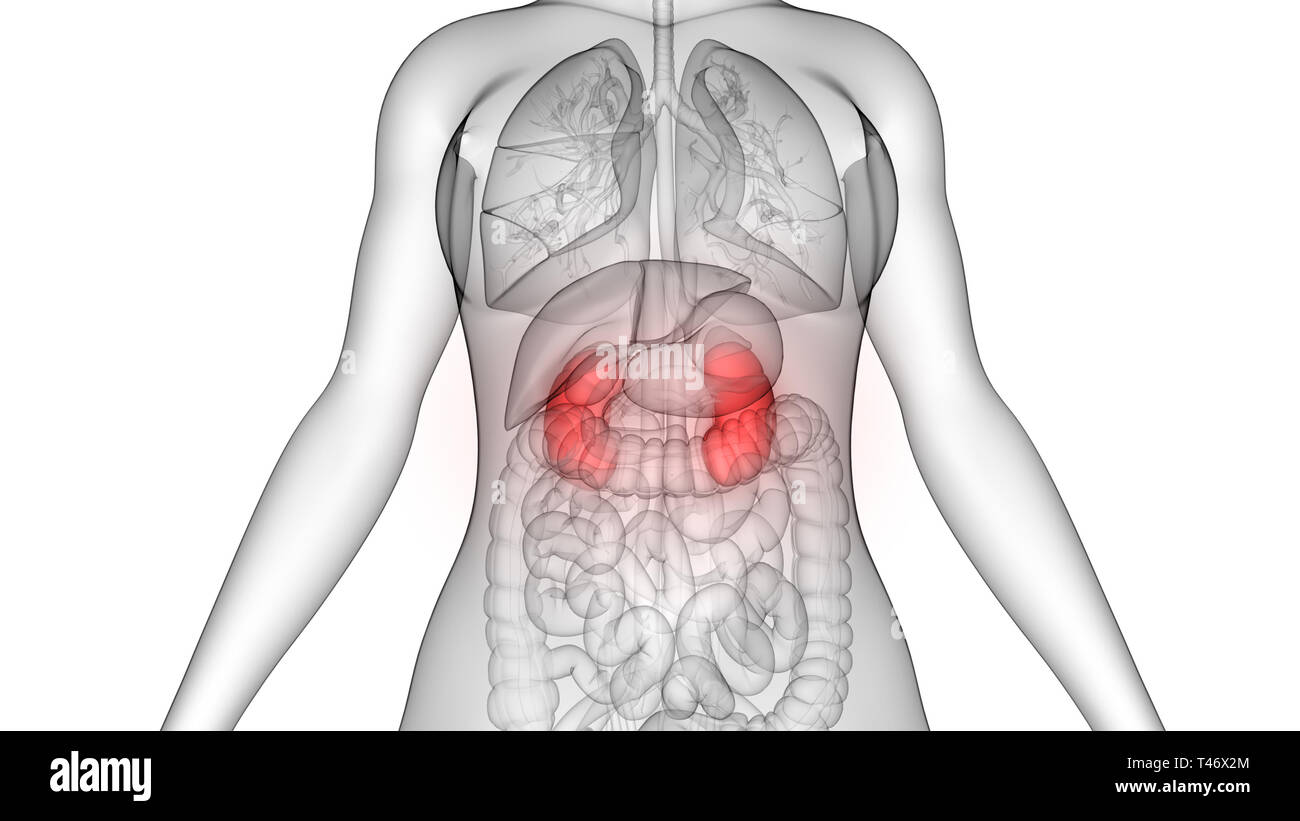 Weibliches Harnsystem Stockfotos und -bilder Kaufen - Alamy