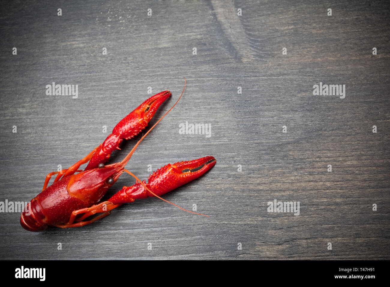 Rote hummerkralle -Fotos und -Bildmaterial in hoher Auflösung – Alamy
