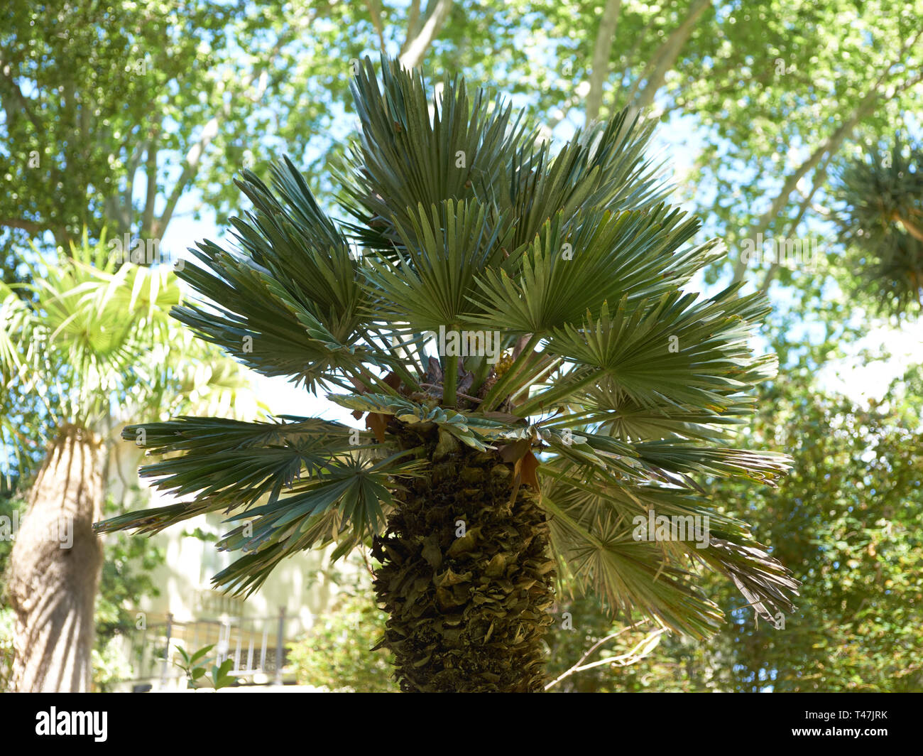 Chamaerops humilis vulcano -Fotos und -Bildmaterial in hoher Auflösung – Alamy