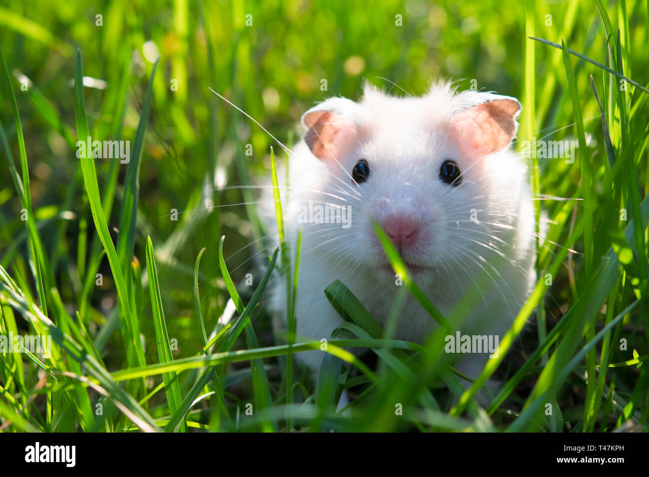 White hamster -Fotos und -Bildmaterial in hoher Auflösung – Alamy