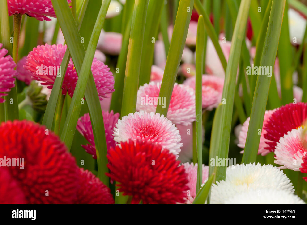 Zweifarbiger bellis -Fotos und -Bildmaterial in hoher Auflösung – Alamy