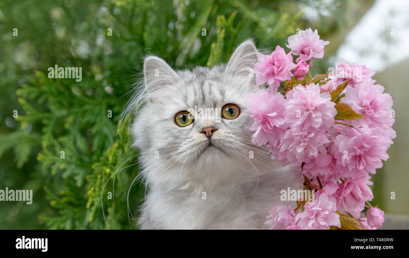 Britische langhaarige katze -Fotos und -Bildmaterial in hoher Auflösung ...