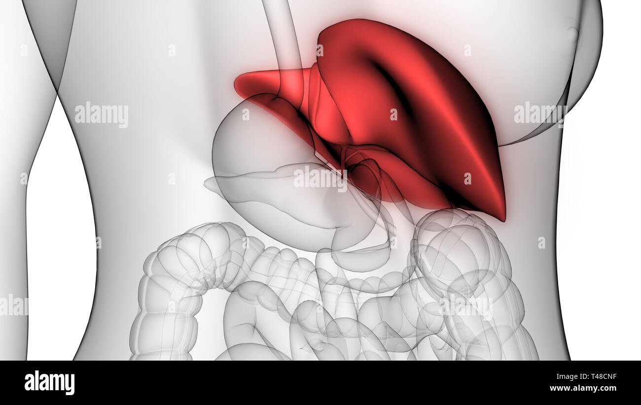 Anatomie der Leber Stockfotografie - Alamy