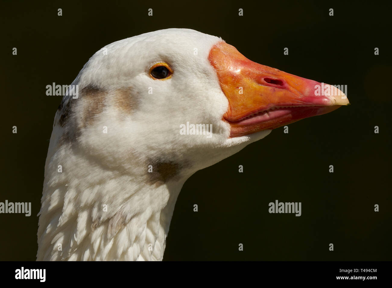 Portrait einer hausgans -Fotos und -Bildmaterial in hoher Auflösung – Alamy