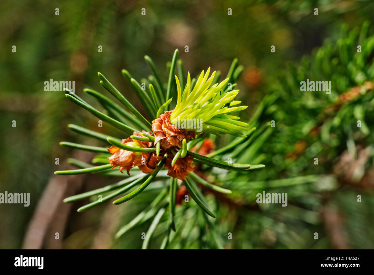 Spitze der fichte -Fotos und -Bildmaterial in hoher Auflösung – Alamy