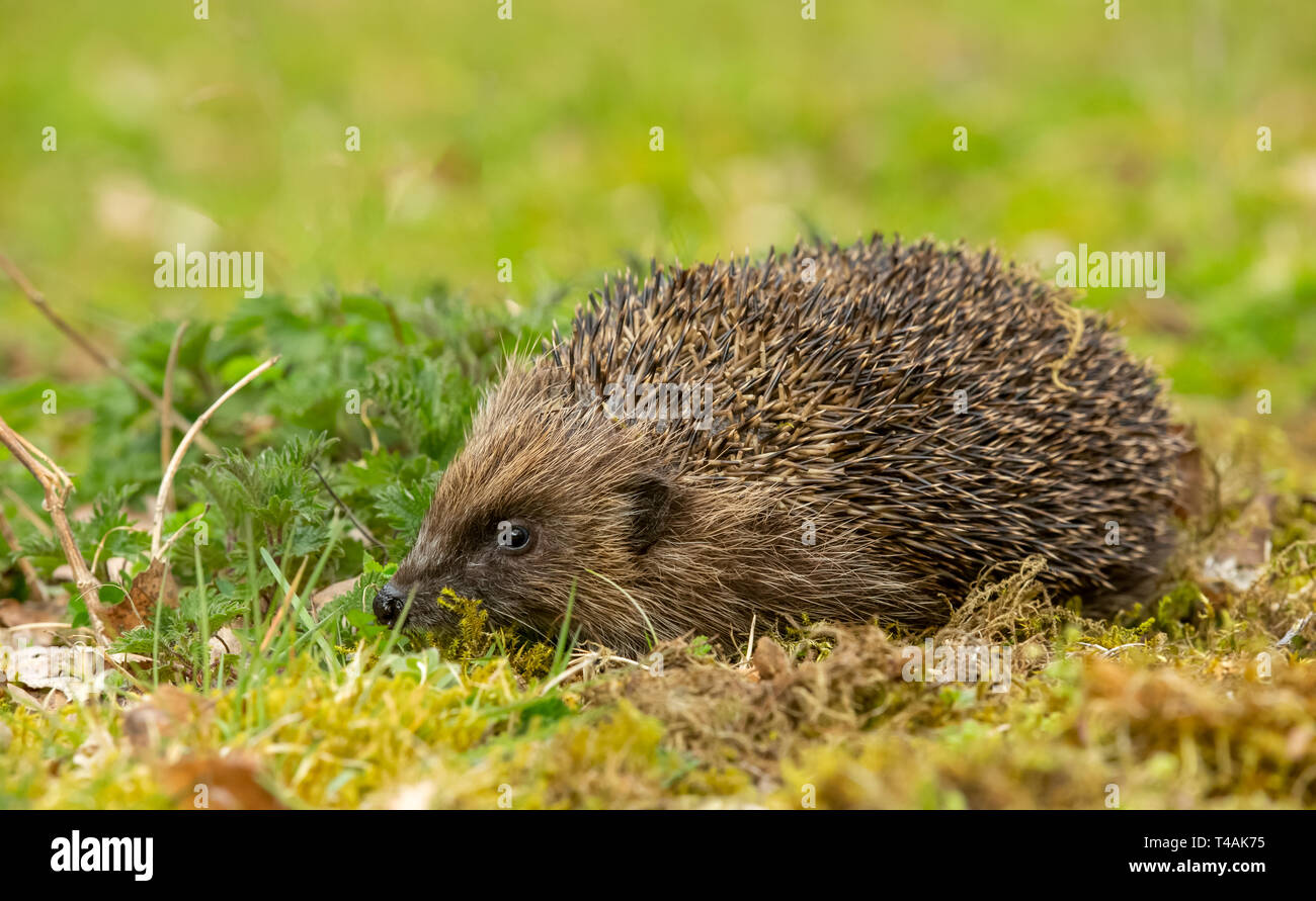 Igel auftauchen -Fotos und -Bildmaterial in hoher Auflösung – Alamy