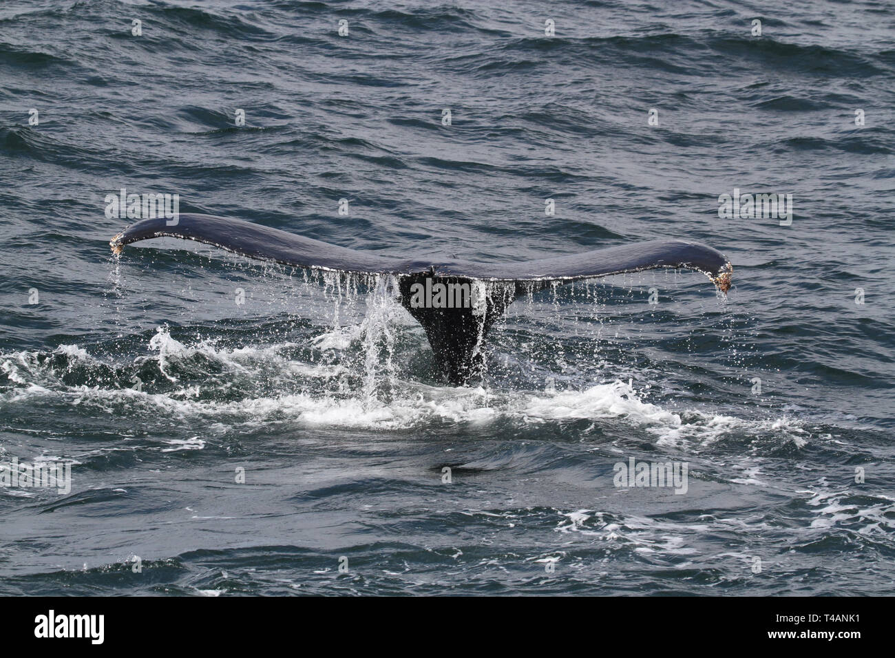 Tail fluke -Fotos und -Bildmaterial in hoher Auflösung – Alamy