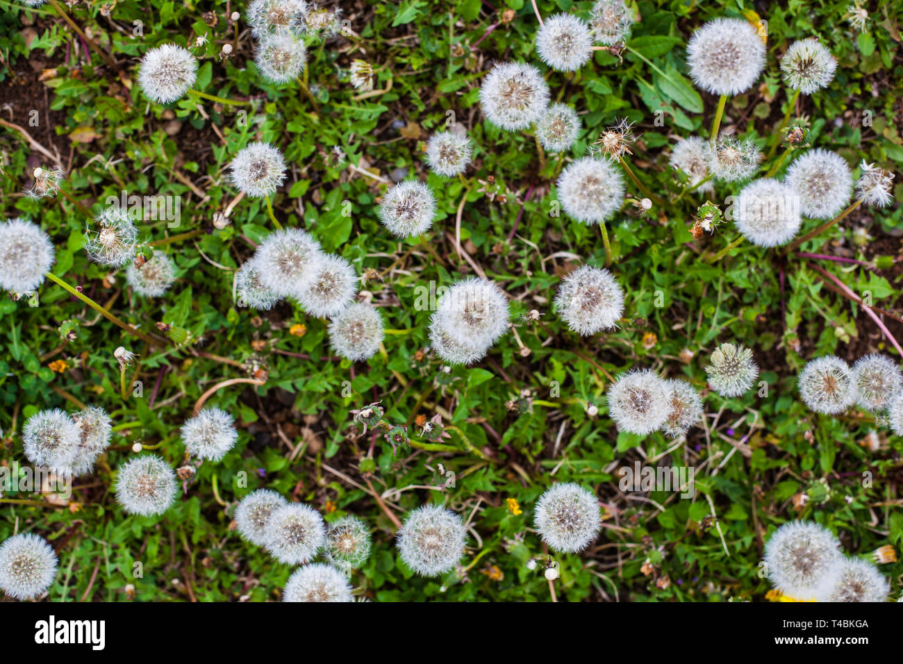 Eine Wiese voller Pusteblumen von oben Stockfotografie - Alamy