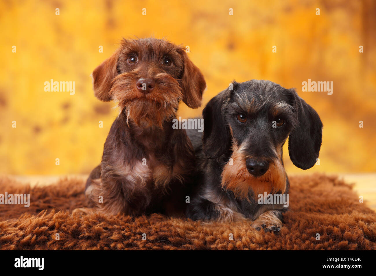Miniatur dackel welpen -Fotos und -Bildmaterial in hoher Auflösung – Alamy