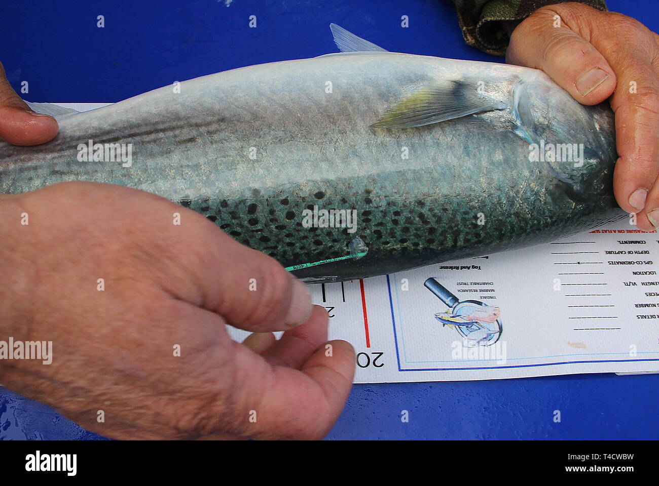 Fisch tagging -Fotos und -Bildmaterial in hoher Auflösung – Alamy