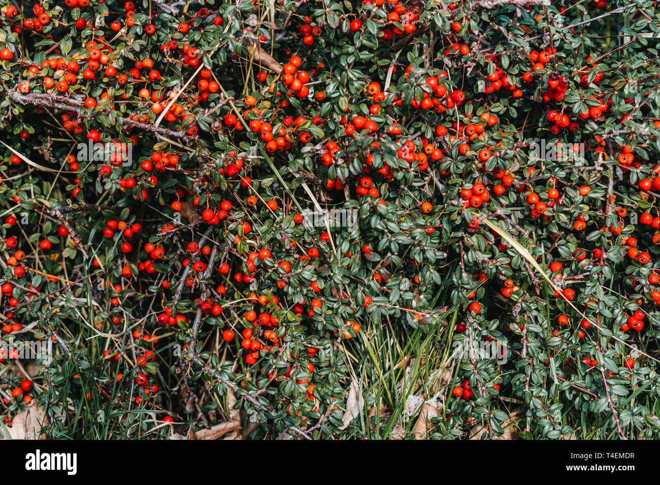 Rote beeren am strauch -Fotos und -Bildmaterial in hoher Auflösung – Alamy