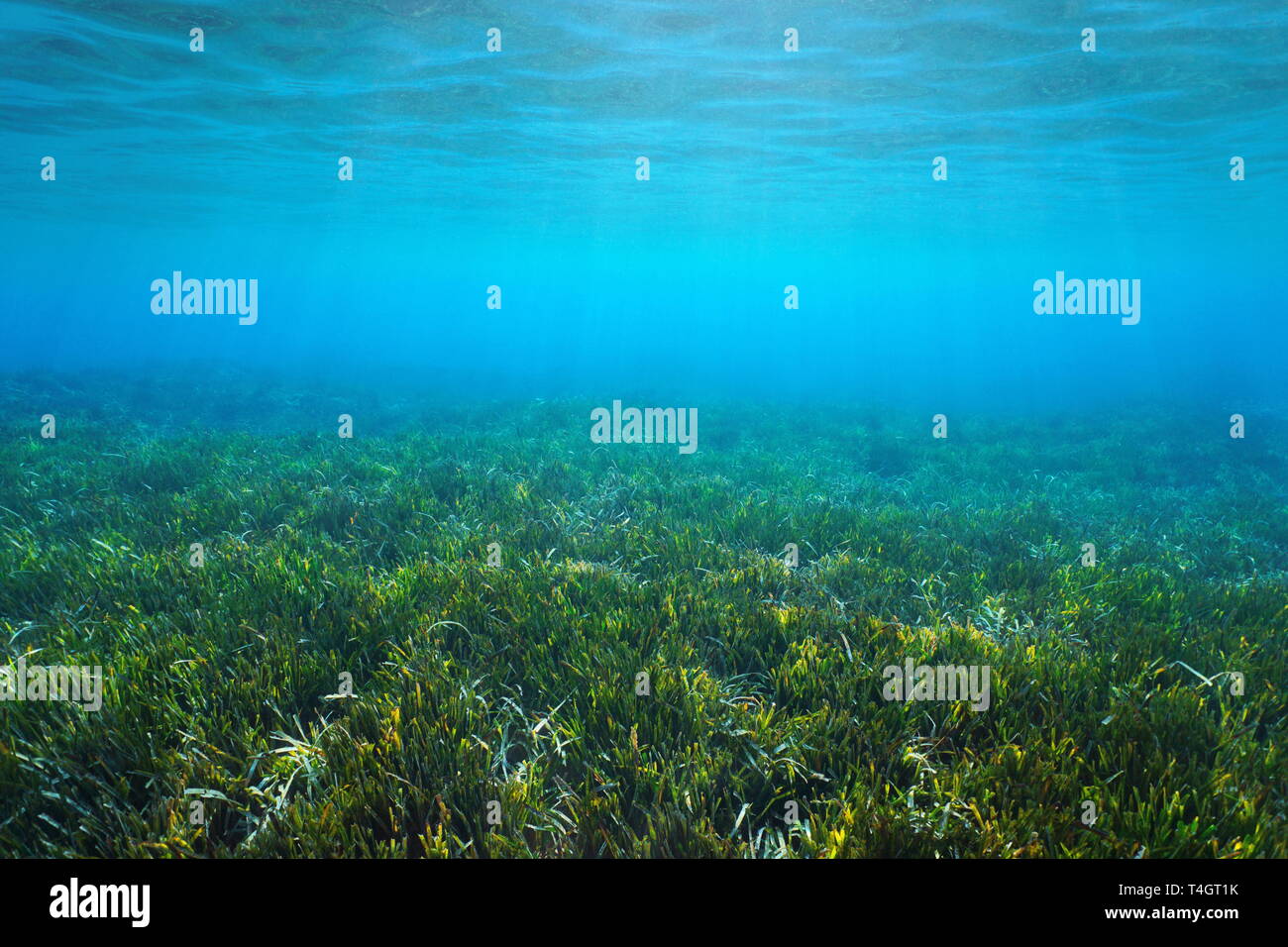 Grasiger meeresboden -Fotos und -Bildmaterial in hoher Auflösung – Alamy