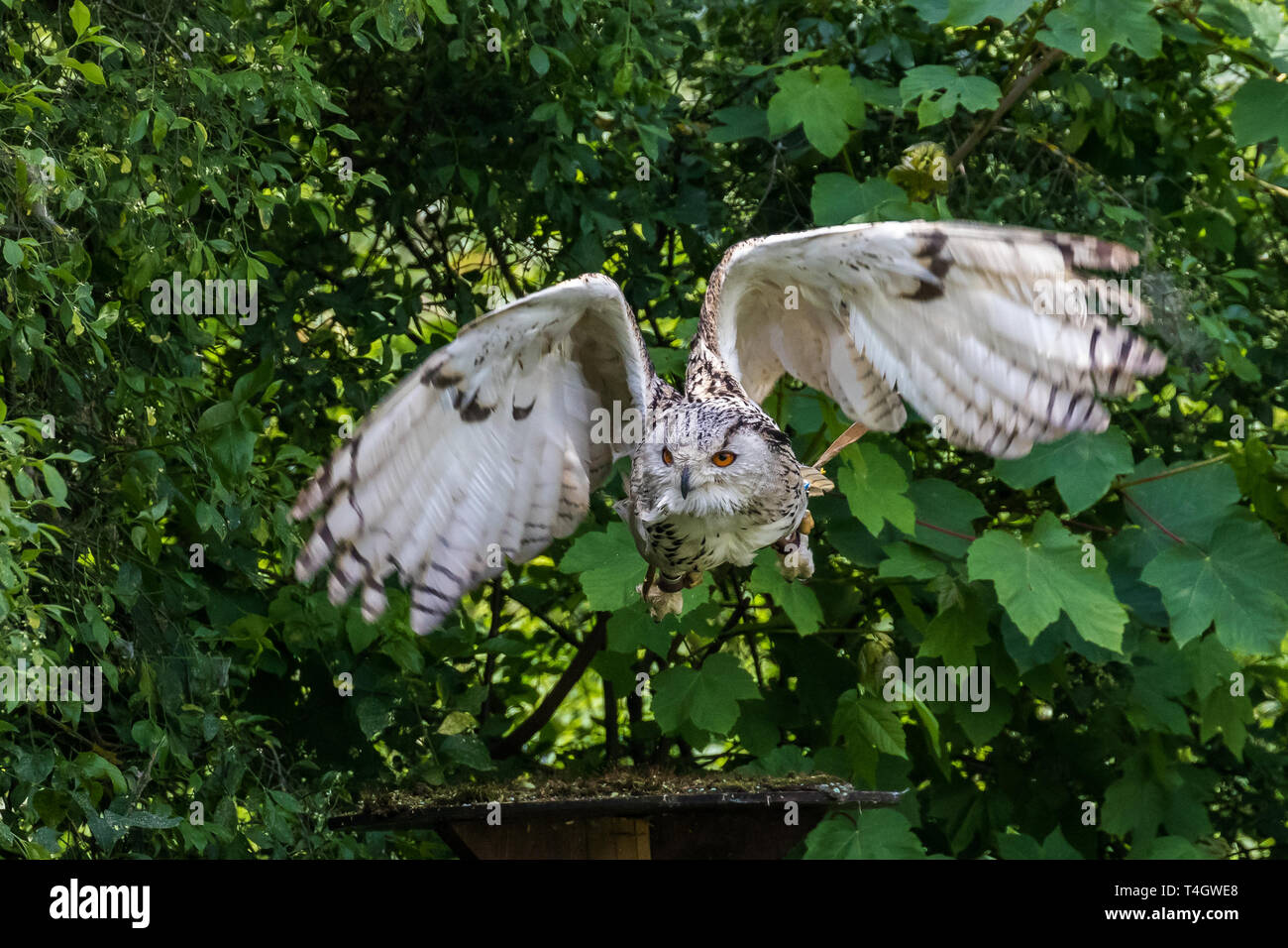Die sibirische Uhu, Bubo bubo Sibiricus ist die größte Eule der Welt ...