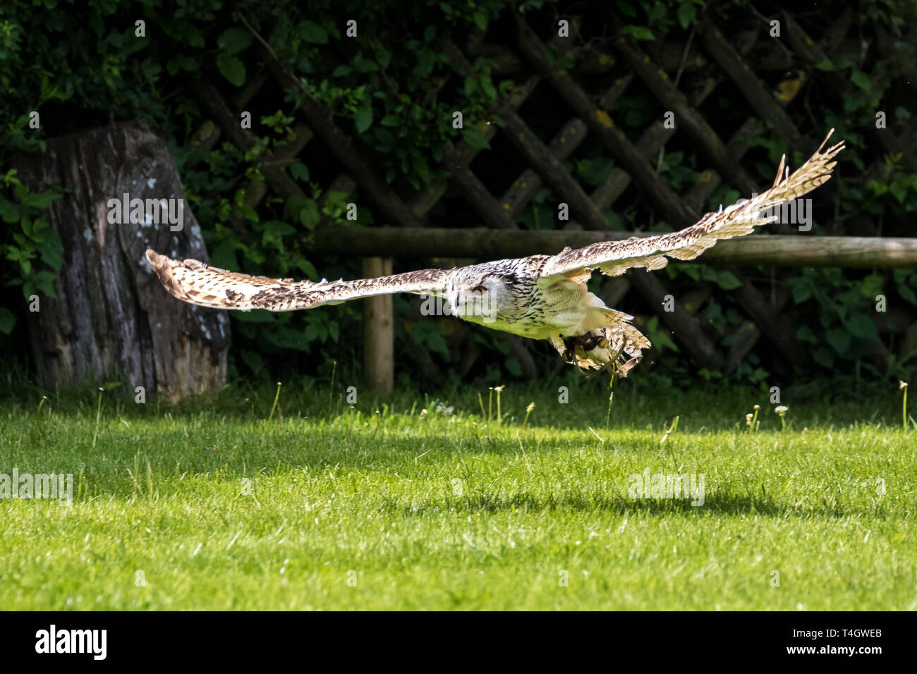 Die sibirische Uhu, Bubo bubo Sibiricus ist die größte Eule der Welt ...