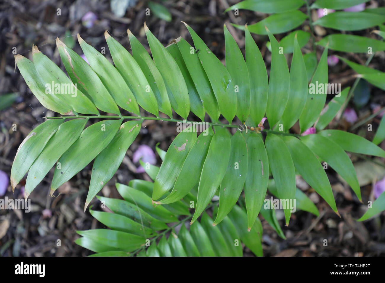 Zamia acuminata -Fotos und -Bildmaterial in hoher Auflösung – Alamy
