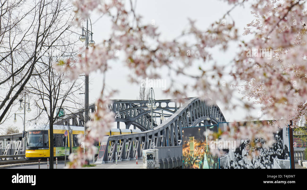 03 April 2019, Berlin: Mandelbäume blühen vor dem Boesebrücke. Die ...