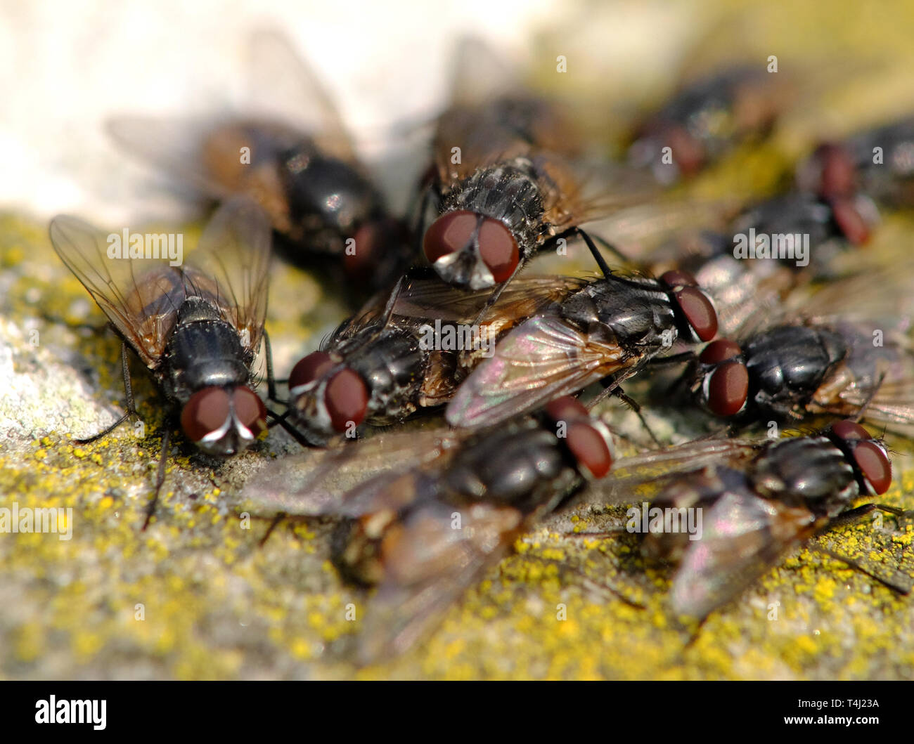 Plague of insects -Fotos und -Bildmaterial in hoher Auflösung – Alamy