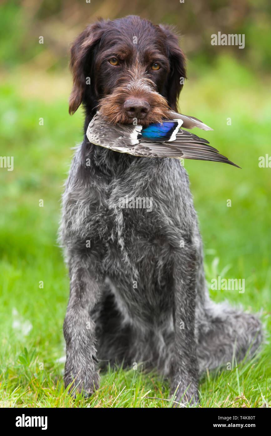 German hunting dog -Fotos und -Bildmaterial in hoher Auflösung – Alamy