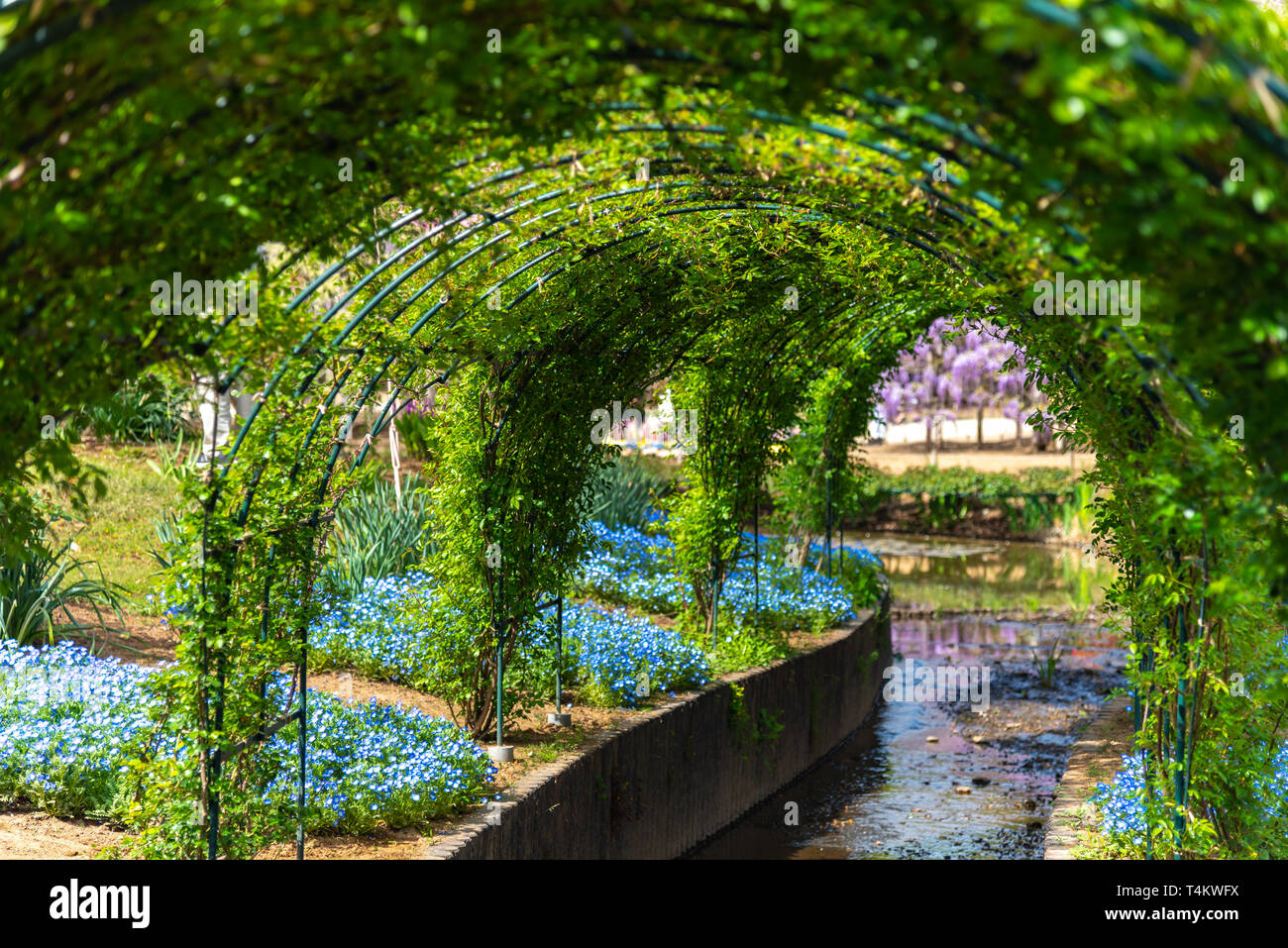 Garden tunnel flower -Fotos und -Bildmaterial in hoher Auflösung – Alamy