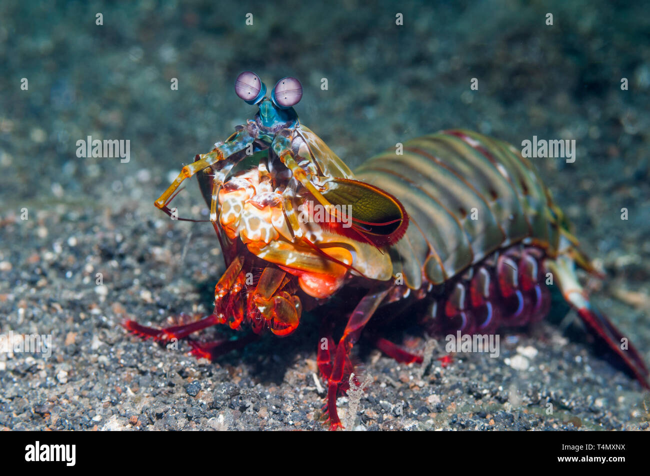 Clown mantis garnelen -Fotos und -Bildmaterial in hoher Auflösung – Alamy