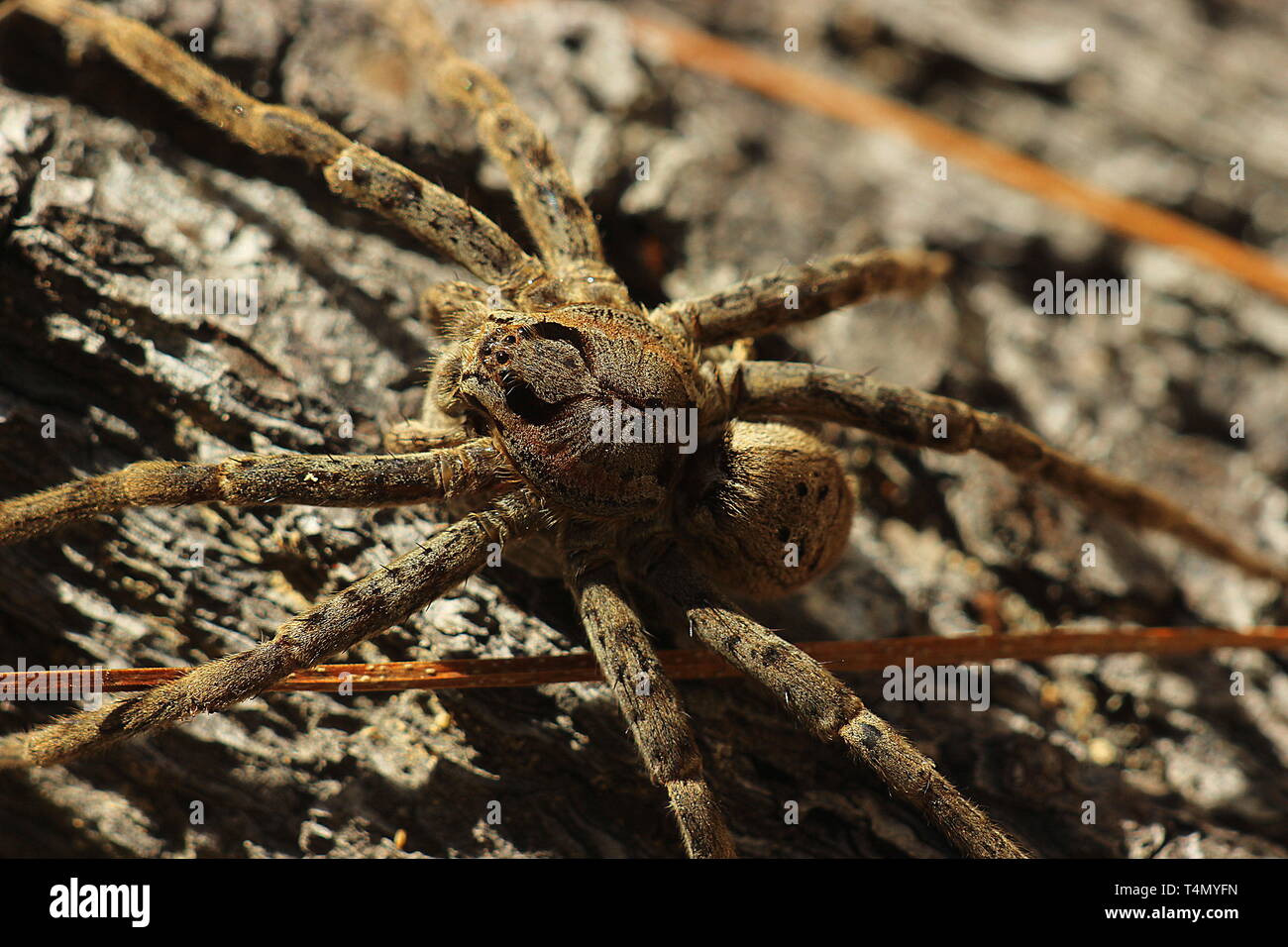 Water spider -Fotos und -Bildmaterial in hoher Auflösung – Alamy