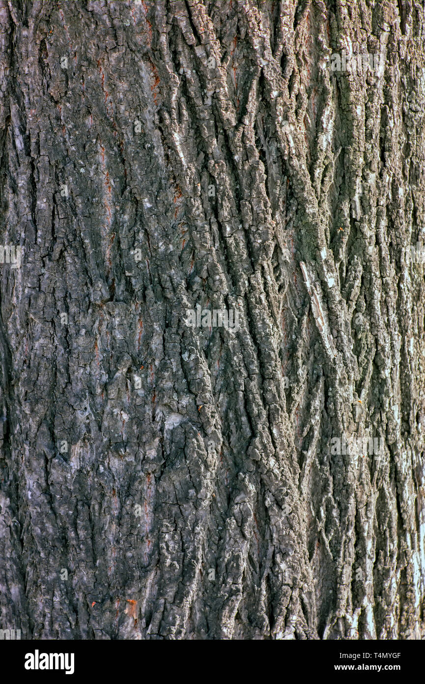 Rinde baum braun peeling stiel -Fotos und -Bildmaterial in hoher ...