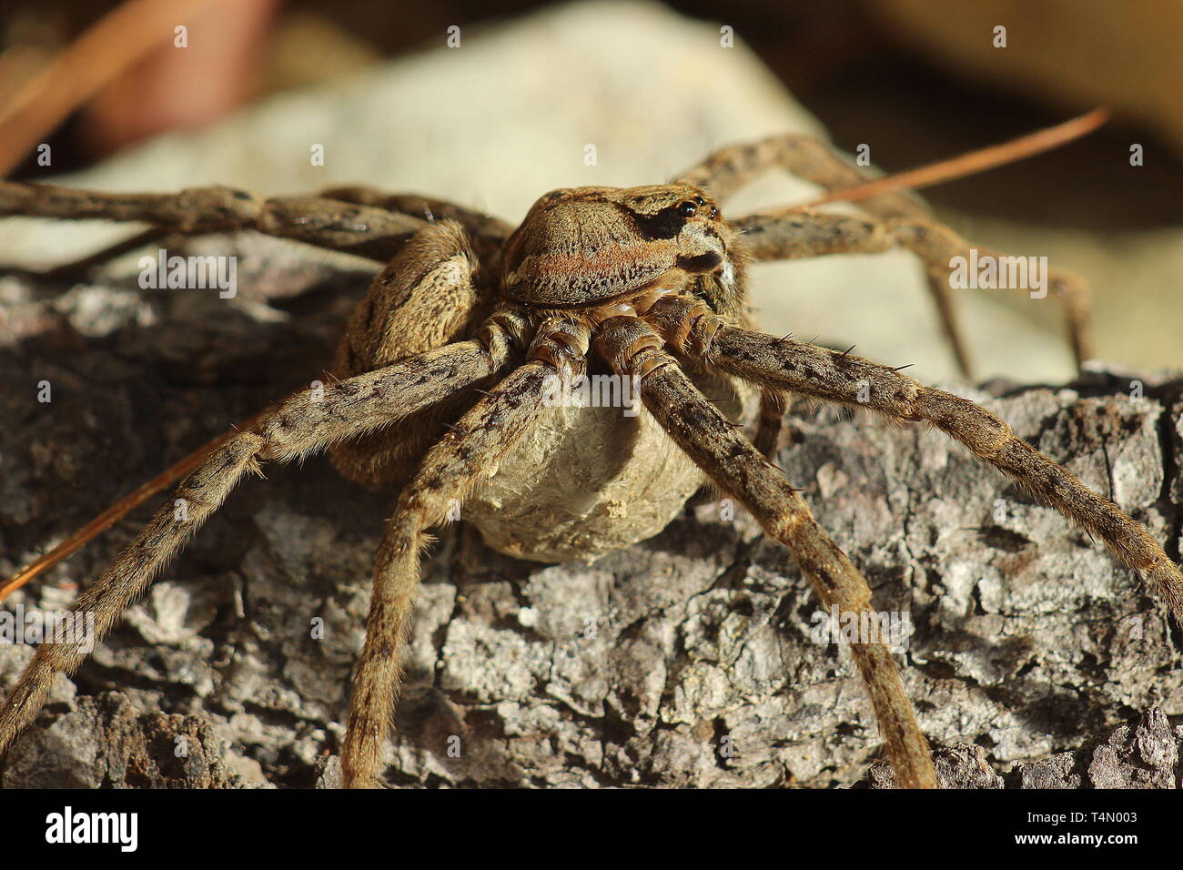 Water spider -Fotos und -Bildmaterial in hoher Auflösung – Alamy