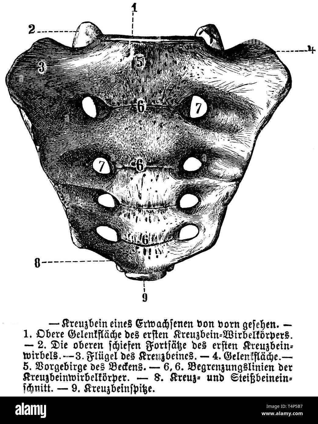 Os sacrum -Fotos und -Bildmaterial in hoher Auflösung – Alamy